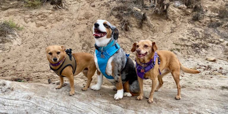 Emotional Support Animals - Wildwood Recovery